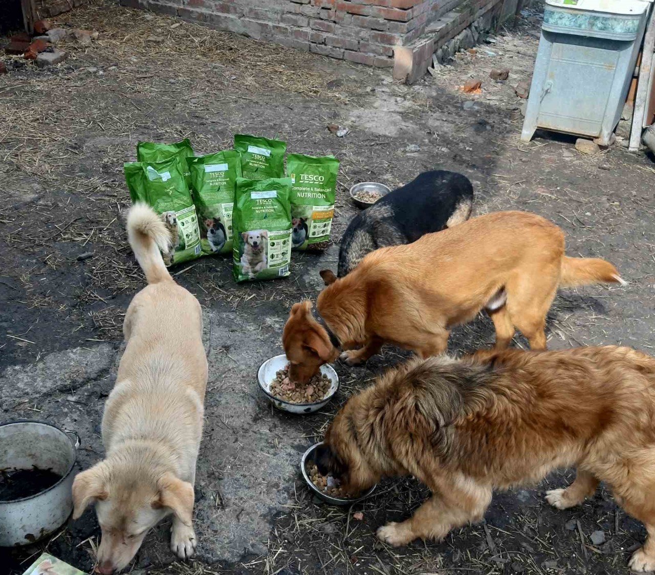 Fleet's DogsnHomes Rescue still needs your help! | CommunityAd